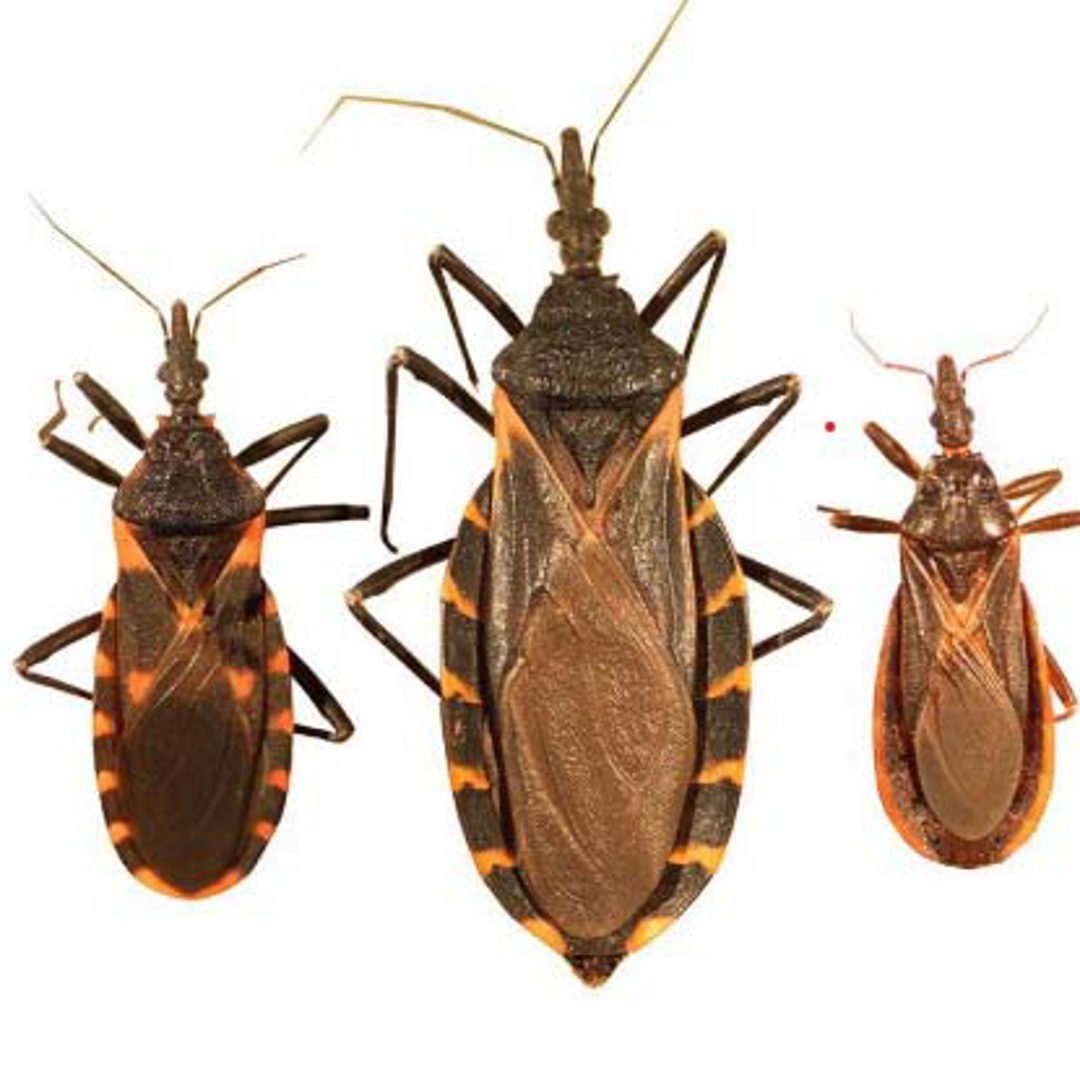 What you need to know about 'kissing bug' disease in Texas | khou.com