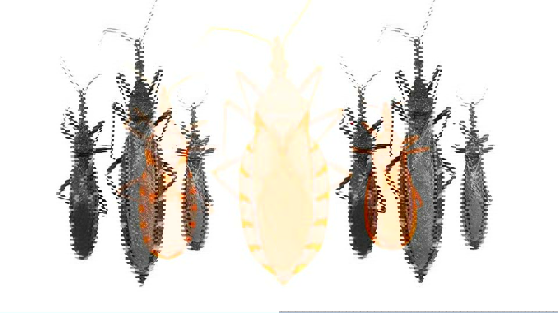 What you need to know about 'kissing bug' disease in Texas | khou.com