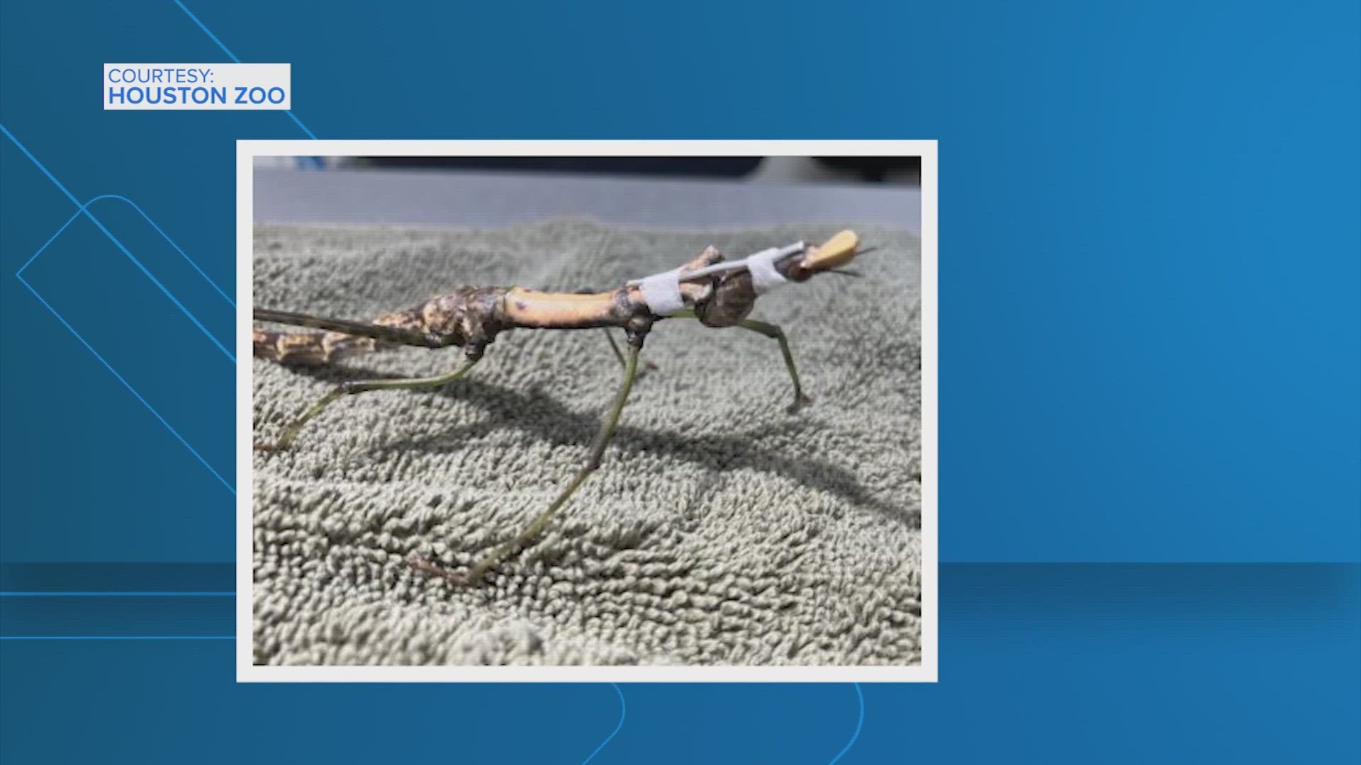 Houston Zoo team rigs up tiny neck brace for injured bug | khou.com