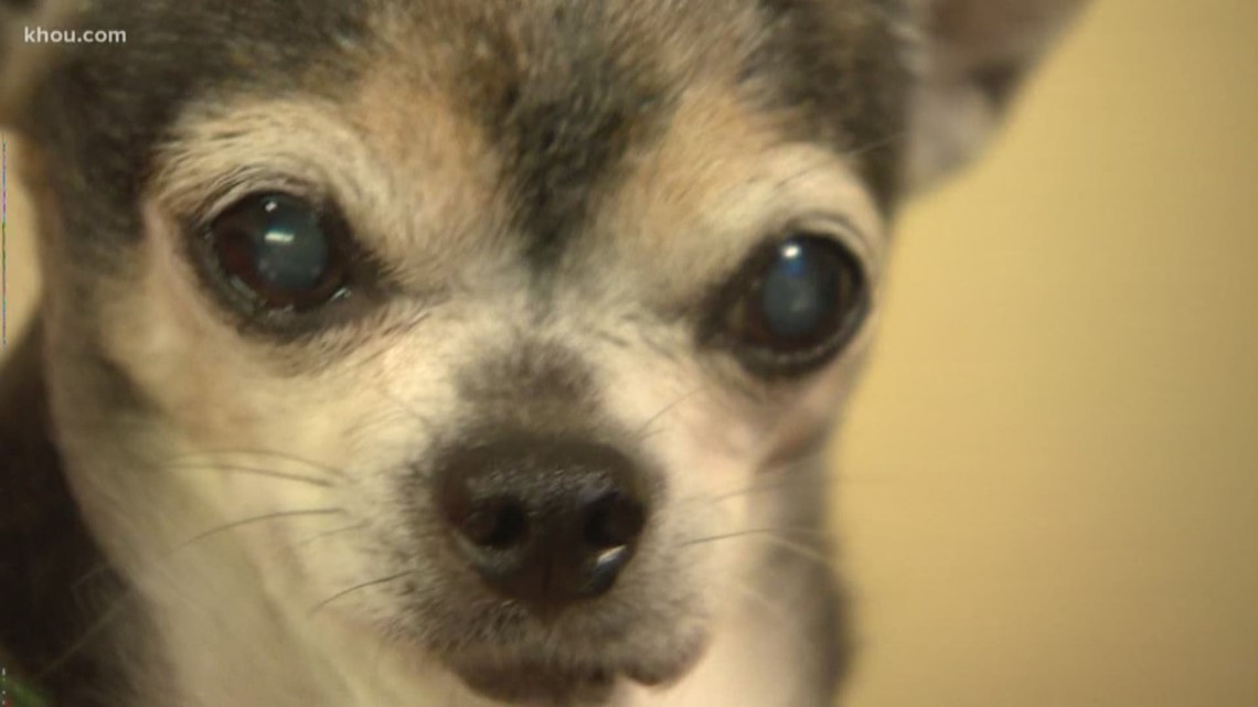 DNA testing can reveal your dog's heritage | khou.com