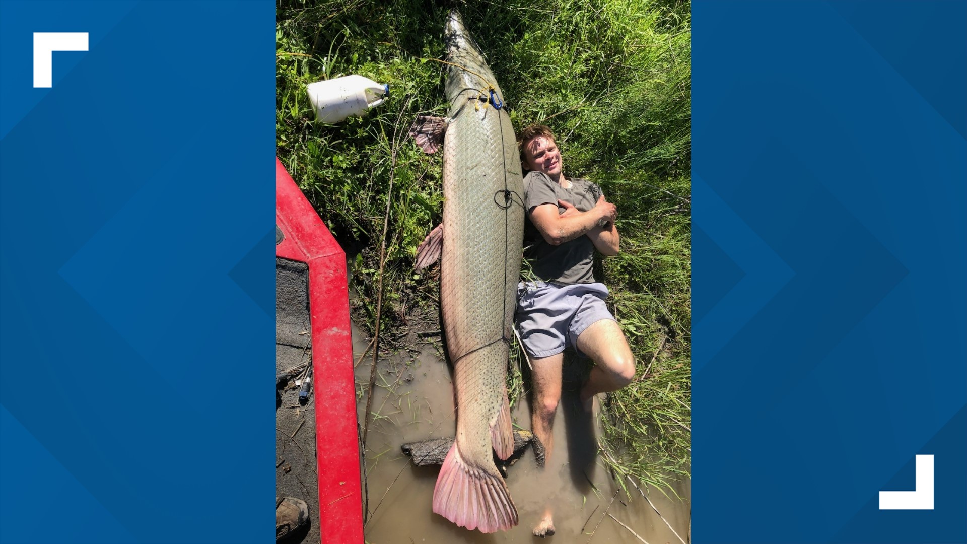 Texas angler lays next to record alligator gar | khou.com