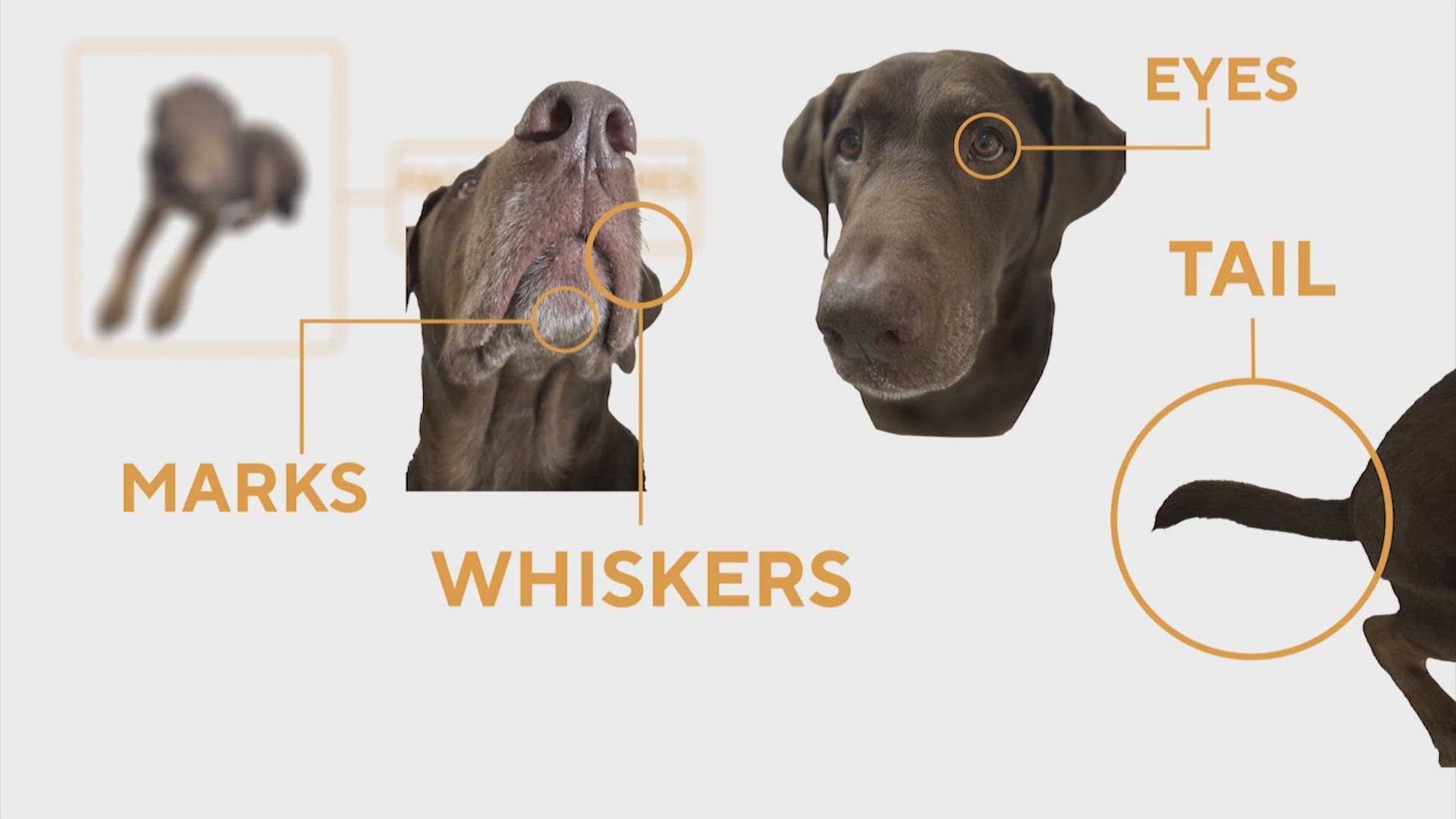 Sully the service dog honored with 2019 AKC Paw of Courage | khou.com