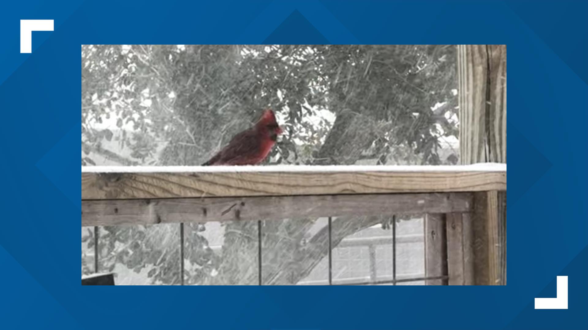 Alvin snow cardinal | khou.com
