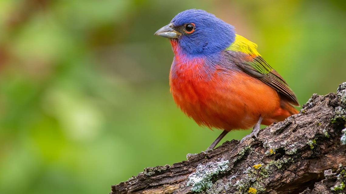 Great Texas Birding Classic runs from April 15 to May 15 | khou.com