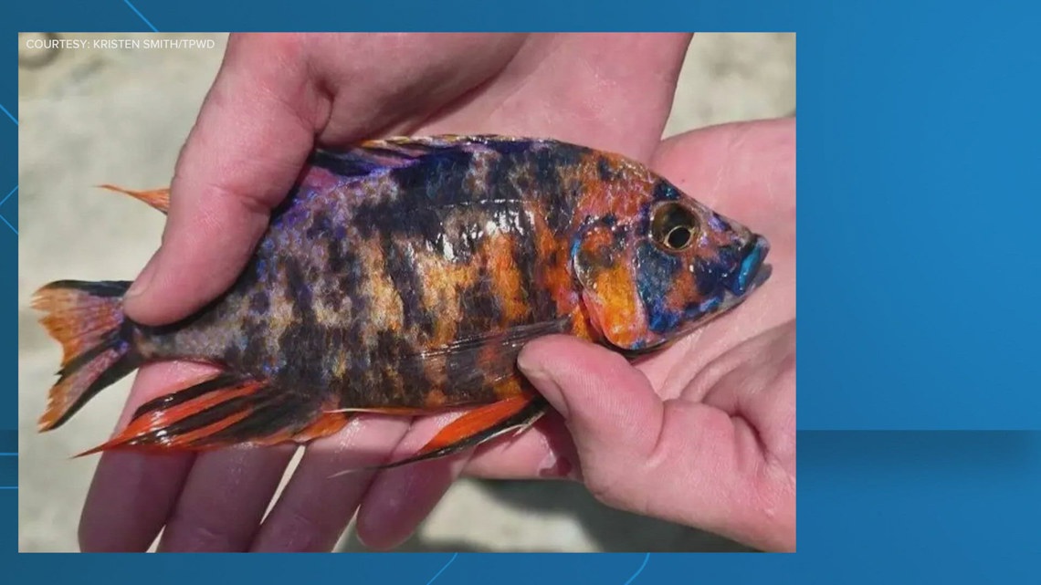 TPWD: Invasive fish popular in aquariums found in Texas river | khou.com