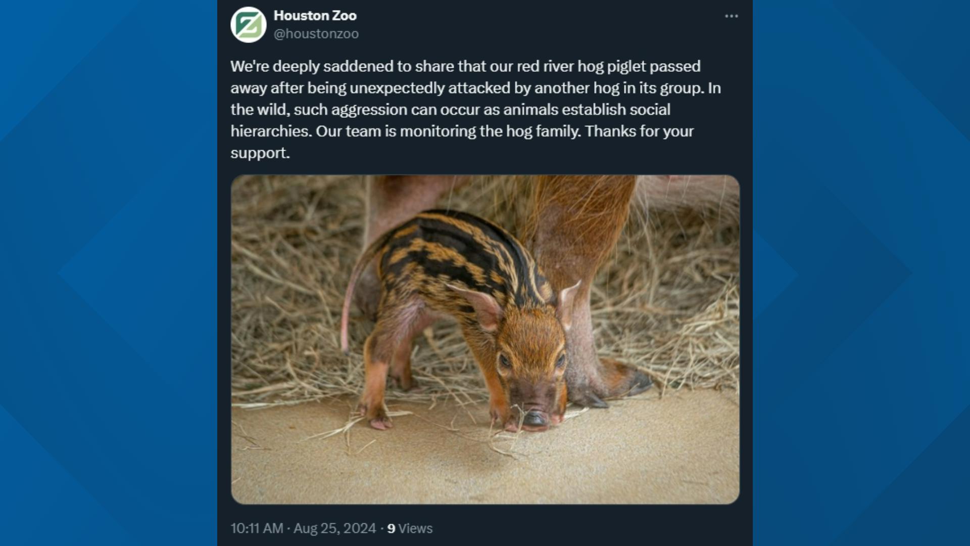 Houston Zoo red river hog piglet dead after other hog attacked | khou.com