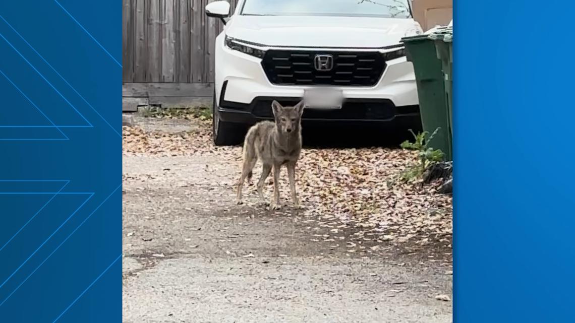 Coyote sightings spike in Houston's Montrose neighborhood | khou.com