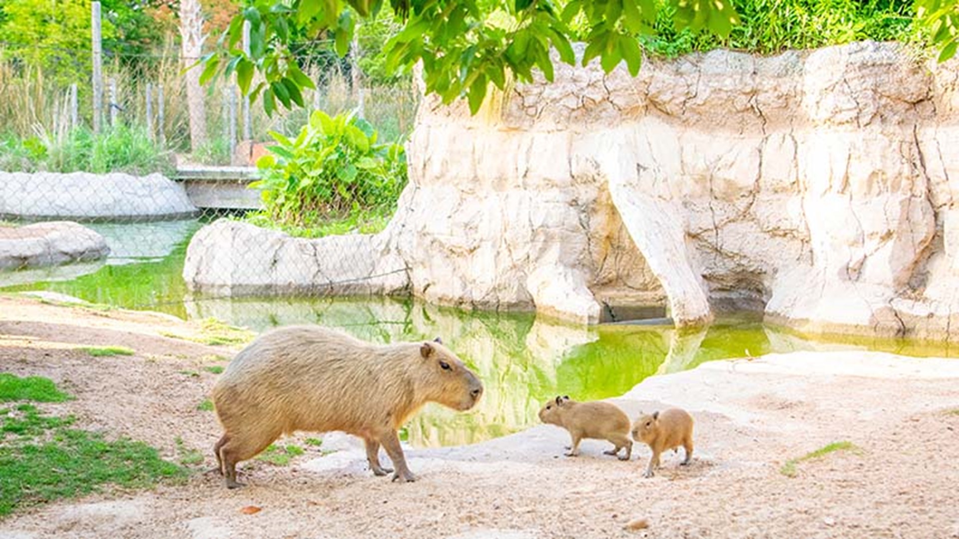 Houston Zoo welcomes baby capybaras, world's largest rodent | khou.com