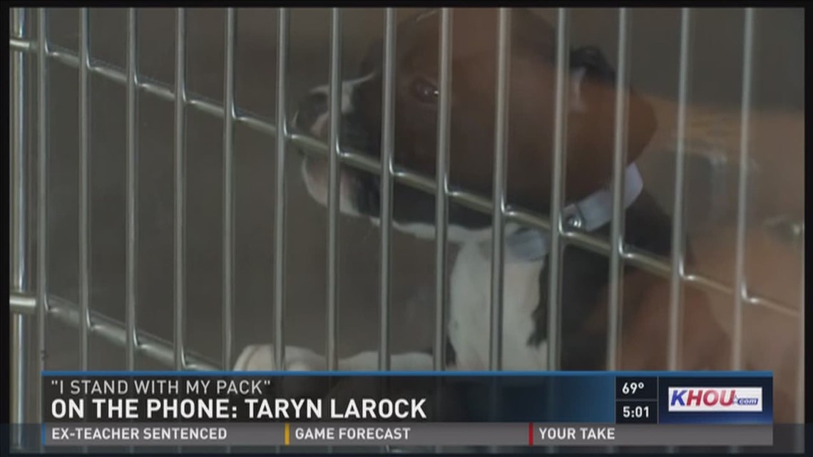 Verify: Is the City of Houston euthanizing stray animals ahead of Super ...