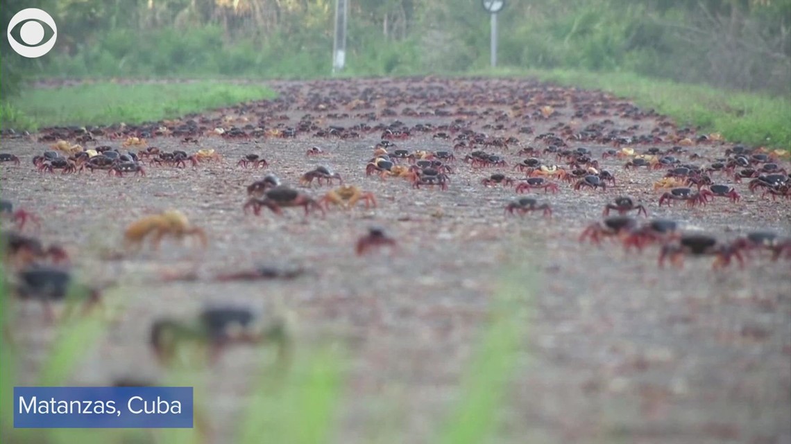 Crabs move through city in Cuba during migration from forest to sea ...