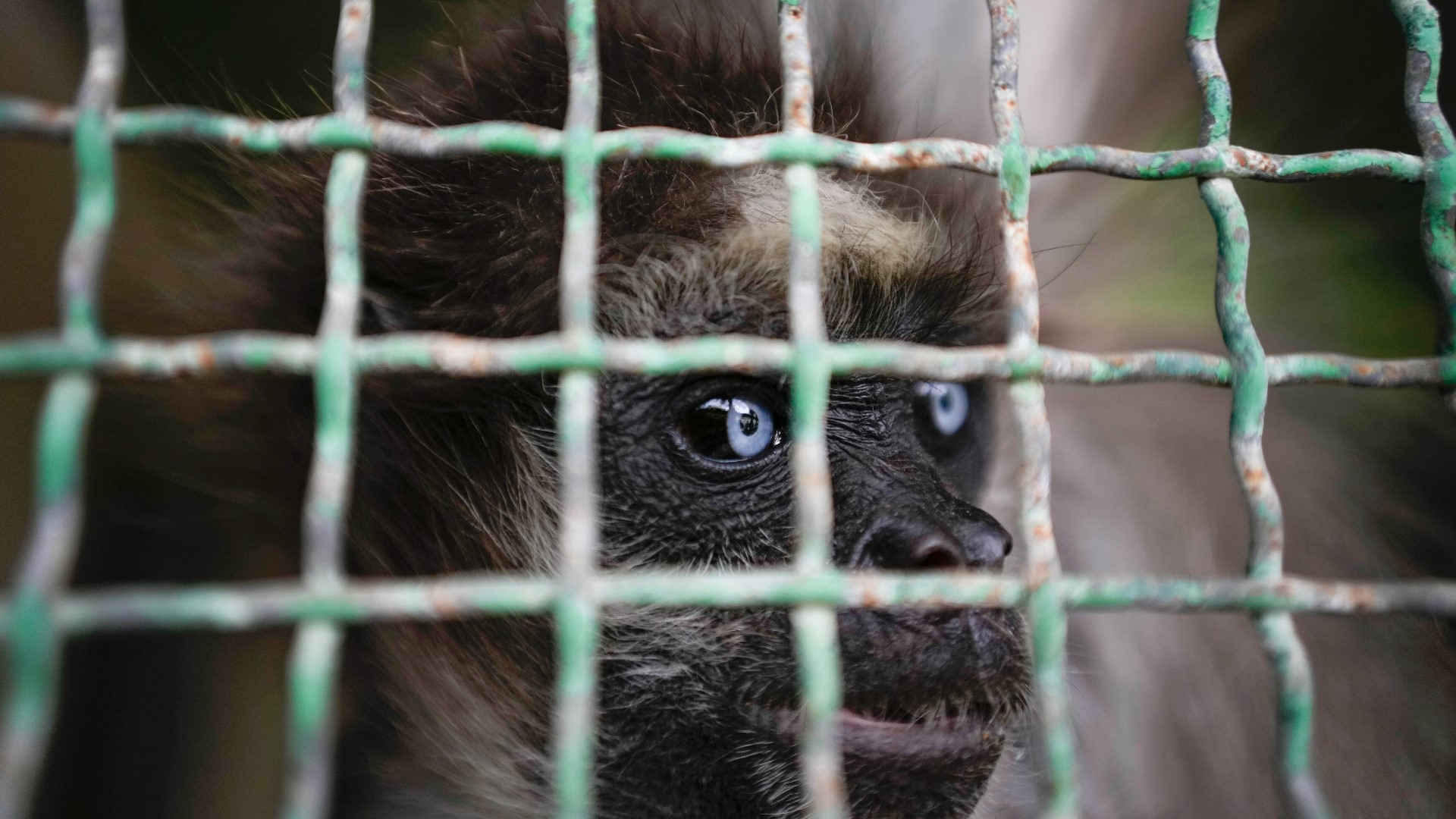 Houston crime: Woman pleads guilty to smuggling monkey into US | khou.com