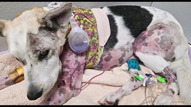 Service dog nearly killed in Oak Forest attack | khou.com