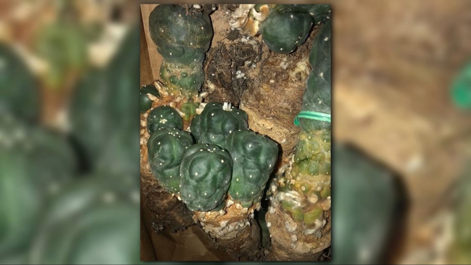 Katy man arrested, accused of growing peyote | khou.com
