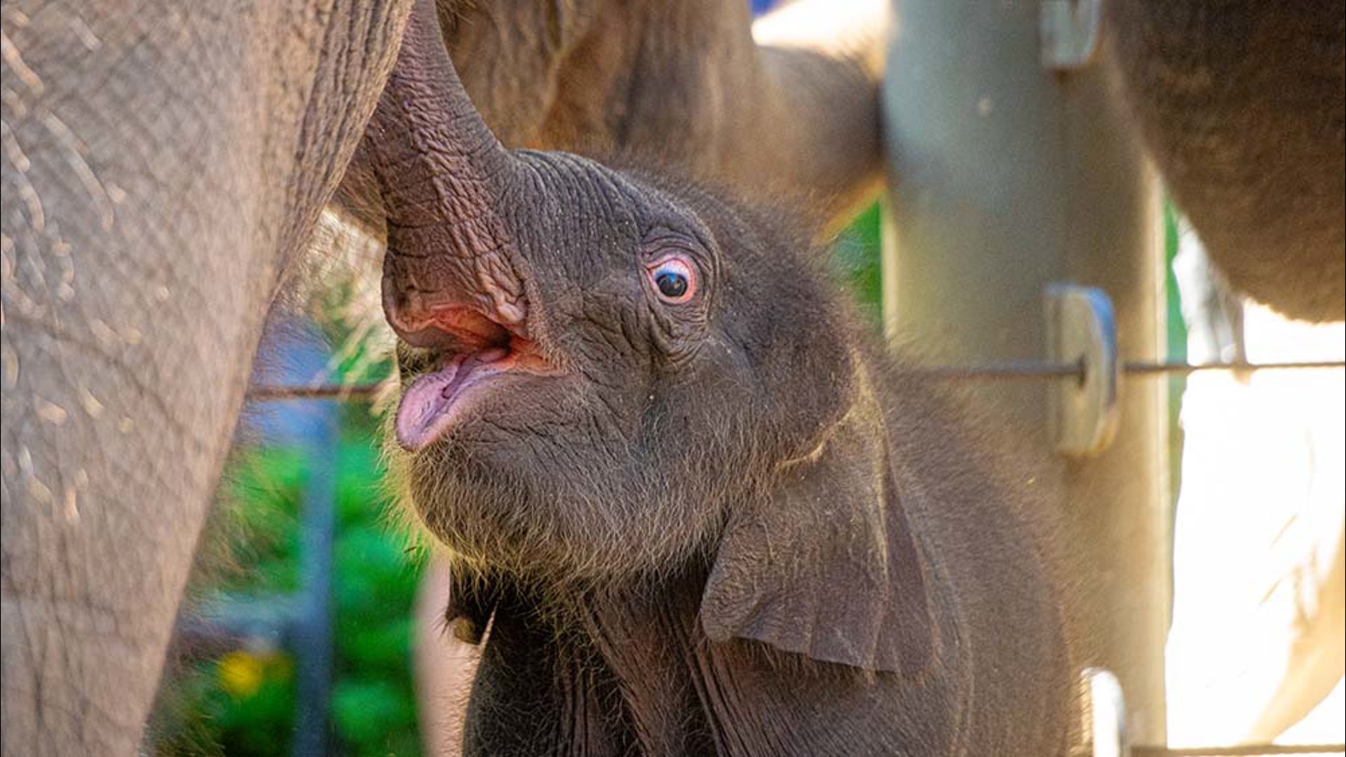 Kirby, the Houston Zoo's baby elephant, becomes internet star | khou.com