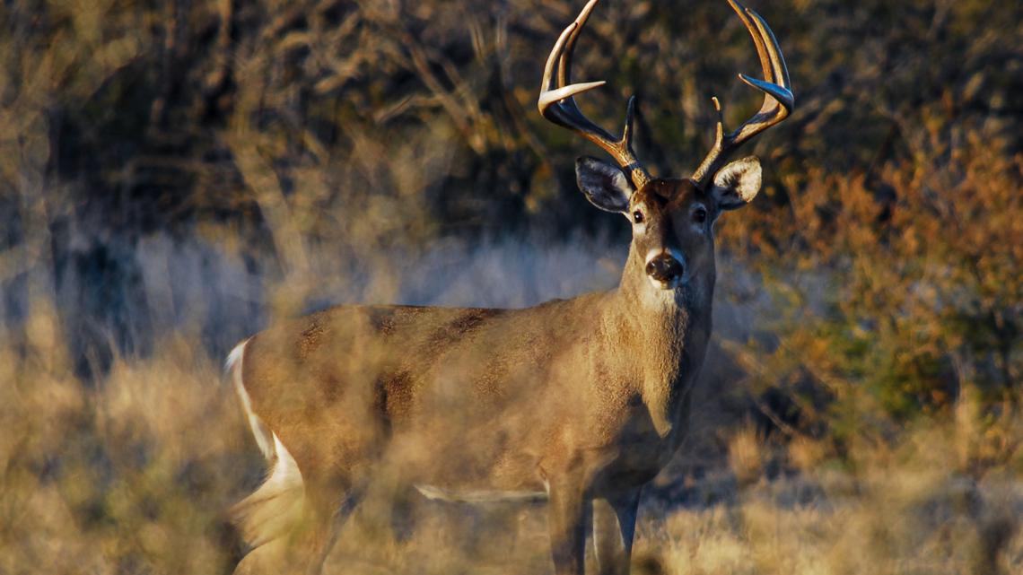 22 Texans nabbed in massive 'ghost deer' investigation | khou.com