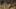 22 Texans nabbed in massive 'ghost deer' investigation | khou.com