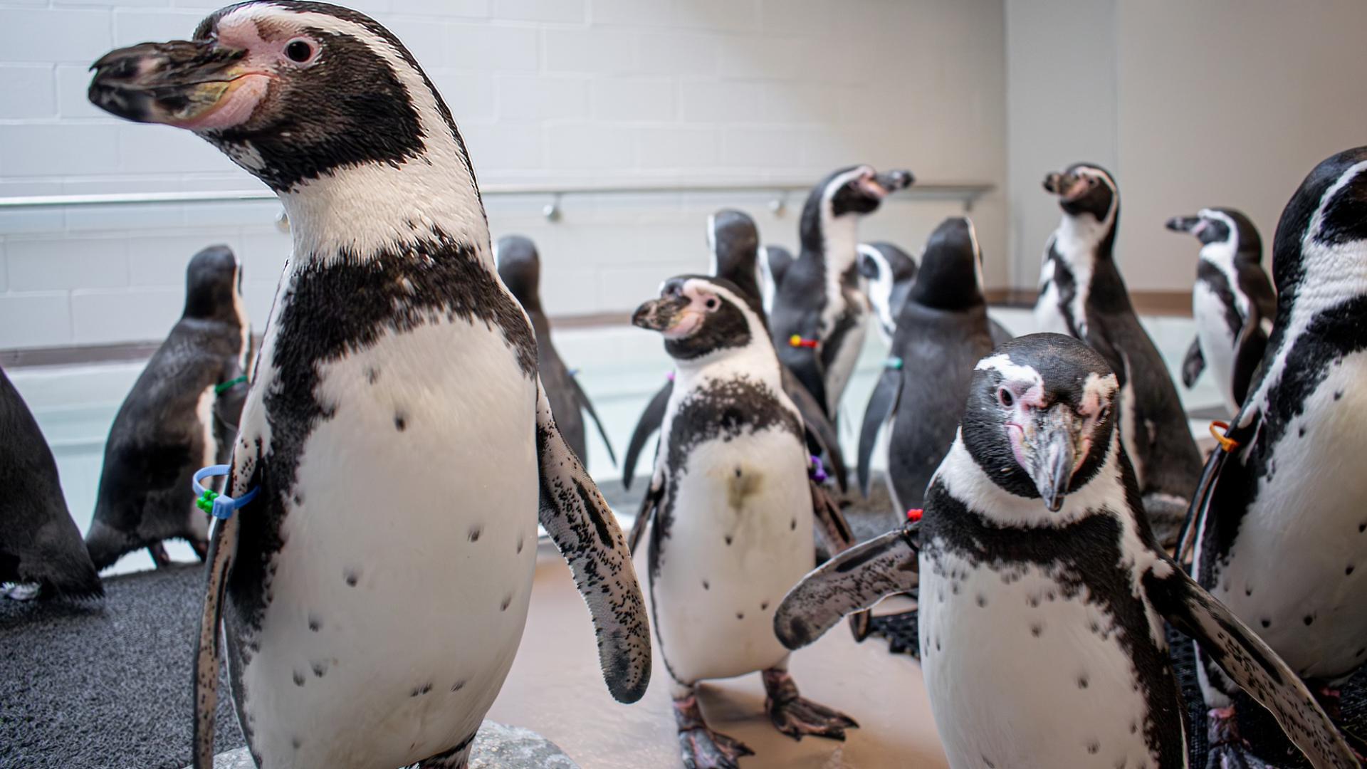 Why the Houston Zoo penguins were temporarily moved out of public view ...