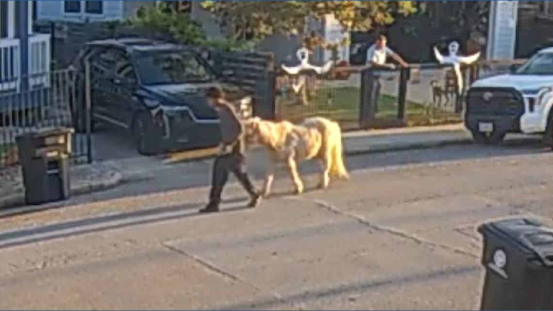 Stolen pony seen on several surveillance videos from around north ...