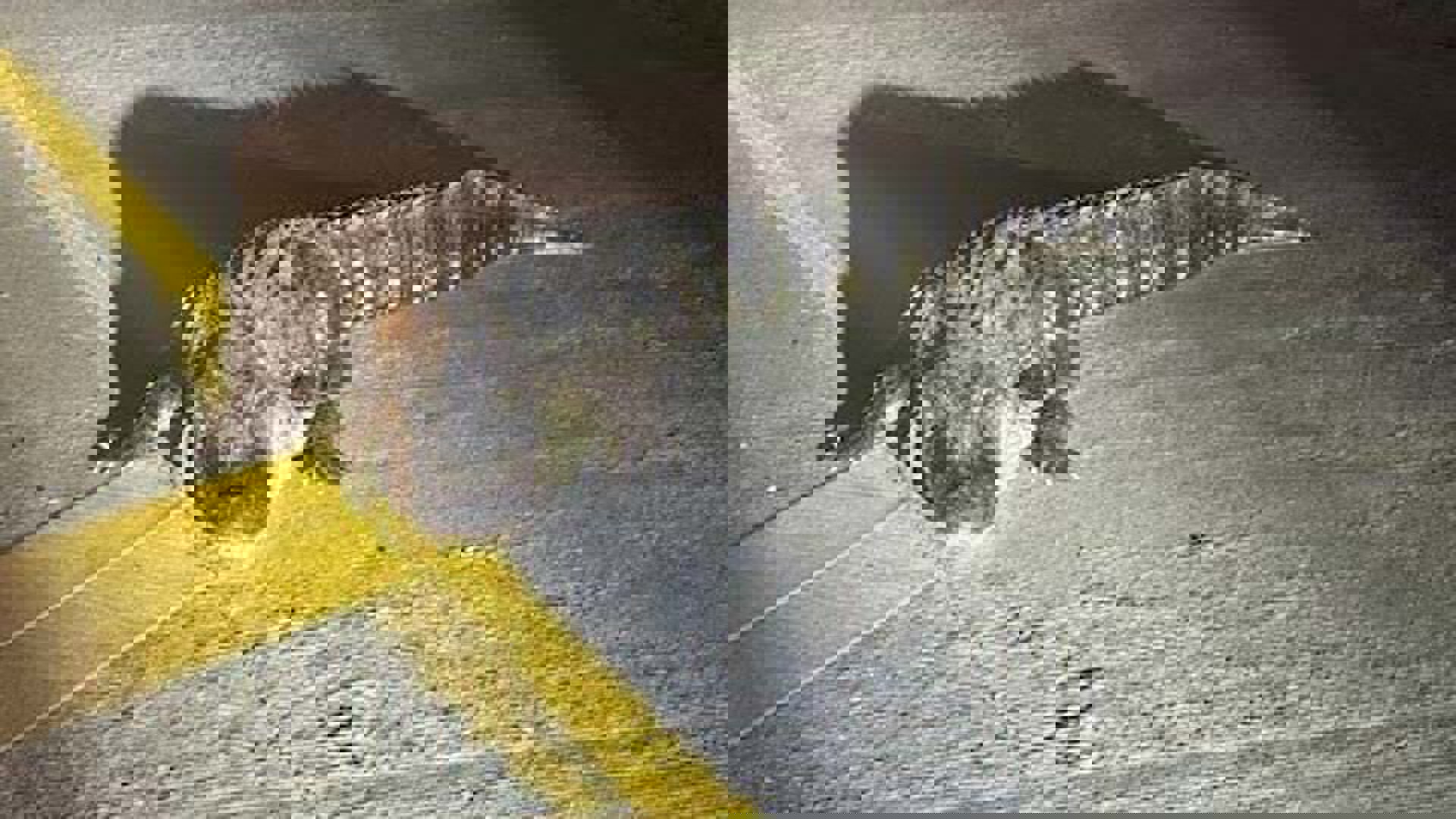 Houston news: Big alligator bites cop, fractures his wrist, hand | khou.com