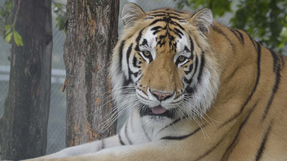 These rescued Texas tigers are celebrating a significant anniversary ...