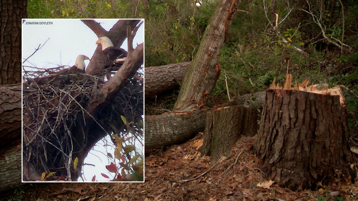 Someone cut down a tree with an active bald eagle nest in Porter. Now ...
