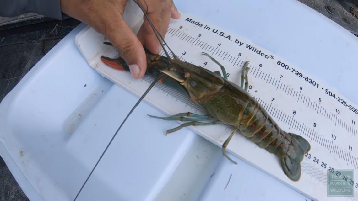 Scientists monitor invasive Australian crayfish threat in Texas | khou.com