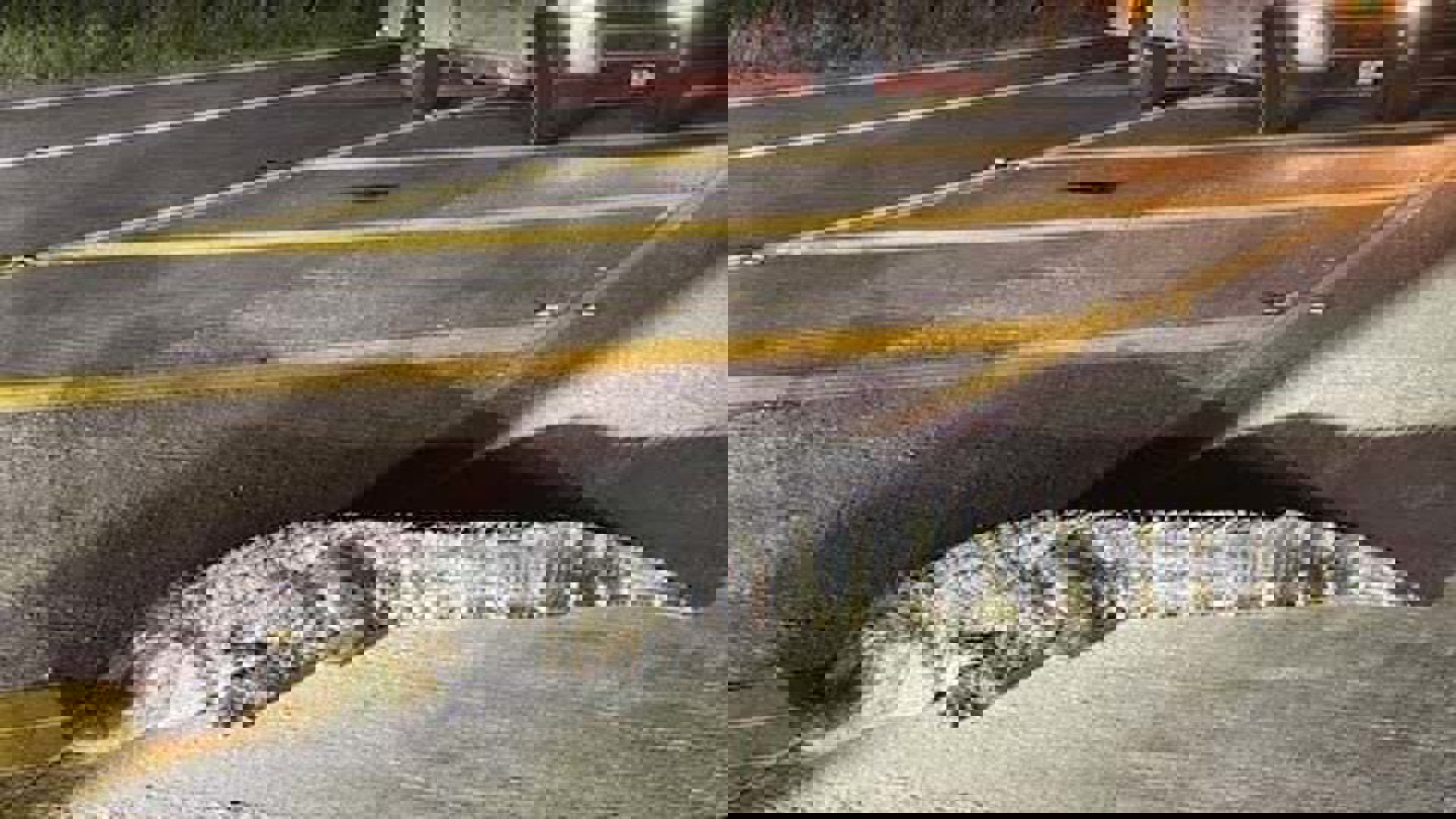 Houston news: Big alligator bites cop, fractures his wrist, hand | khou.com