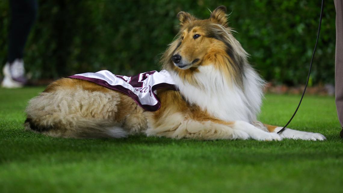 Miss Reveille X returns after surgery: Texas A&M confirms benign result ...