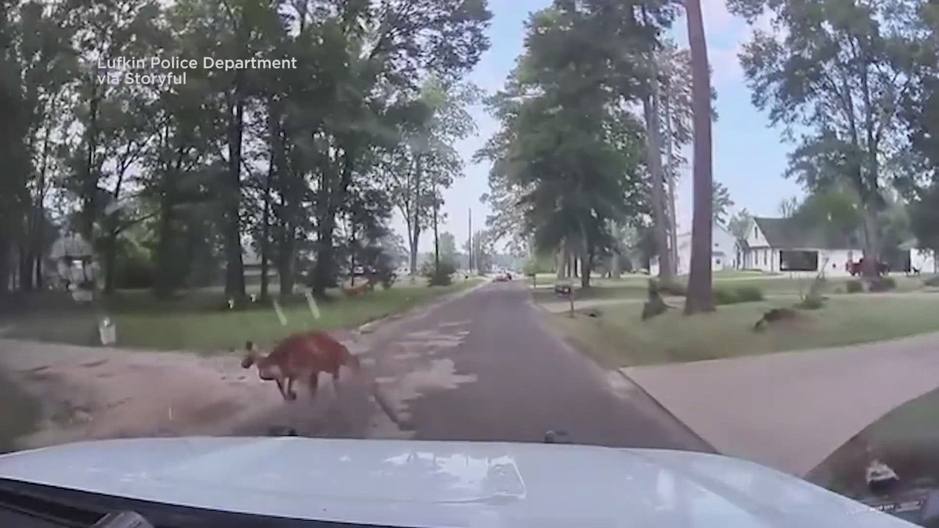 Sully the service dog honored with 2019 AKC Paw of Courage | khou.com