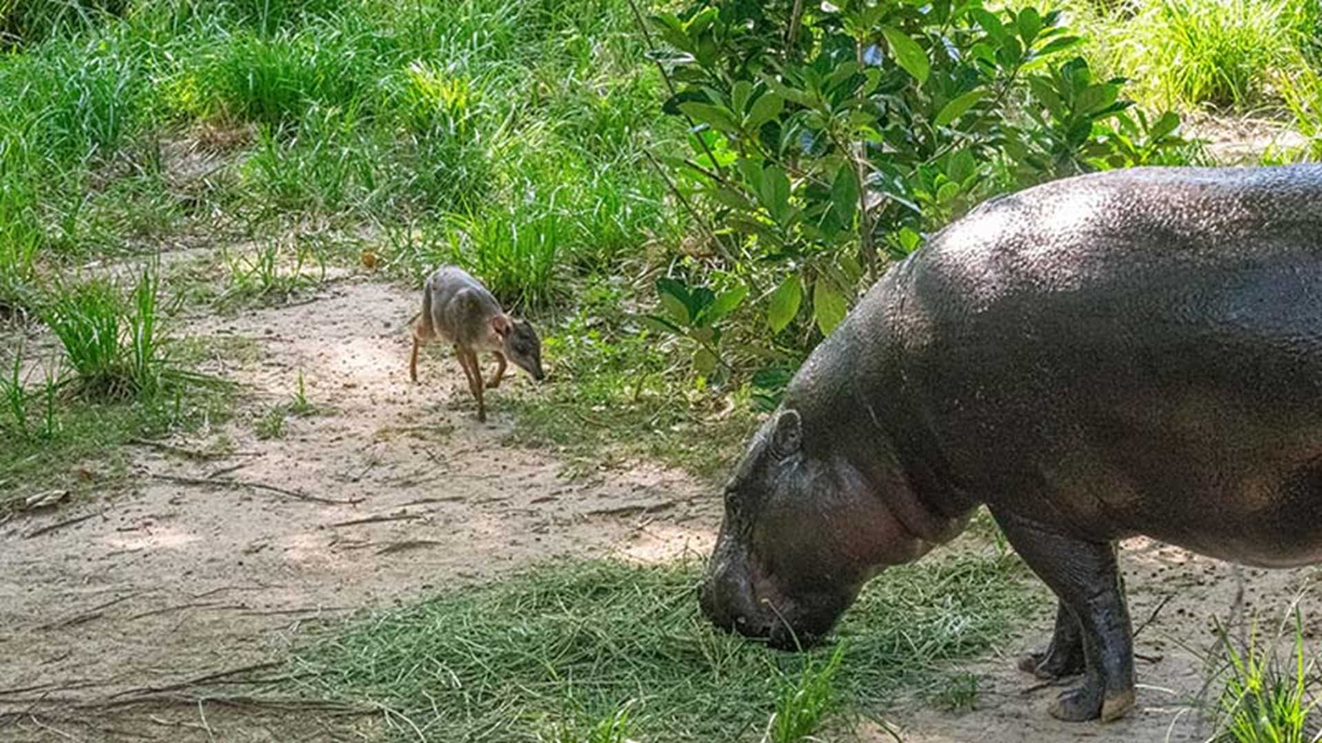 Photos and video: Meet the newest animals at the Houston Zoo | khou.com