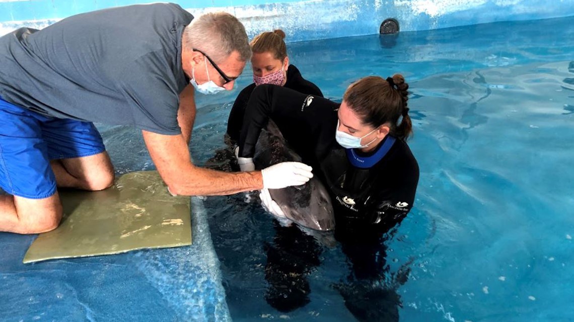 Stranded dolphin calf getting round-the-clock care at TMMSN | khou.com