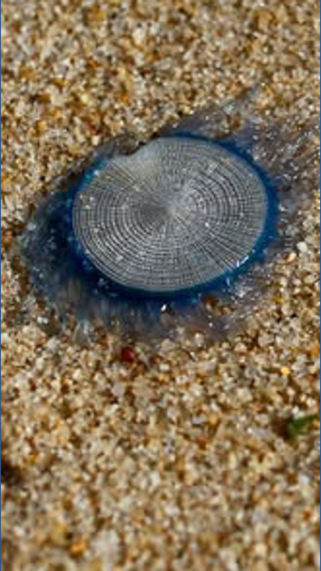 Mysterious blue creature washing up on Texas beaches explained | khou.com