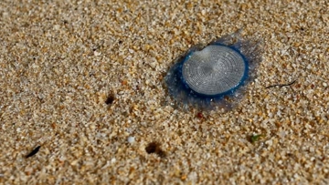 Mysterious blue creature washing up on Texas beaches explained | khou.com