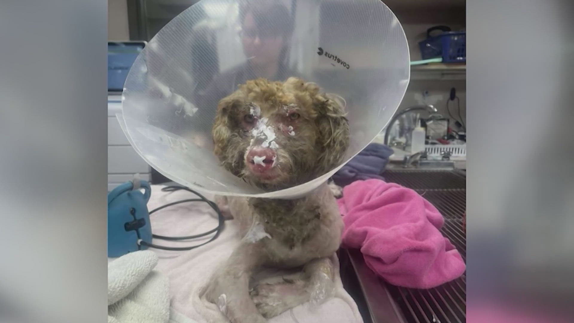 Dog rescued from highway after van fire is adopted | khou.com
