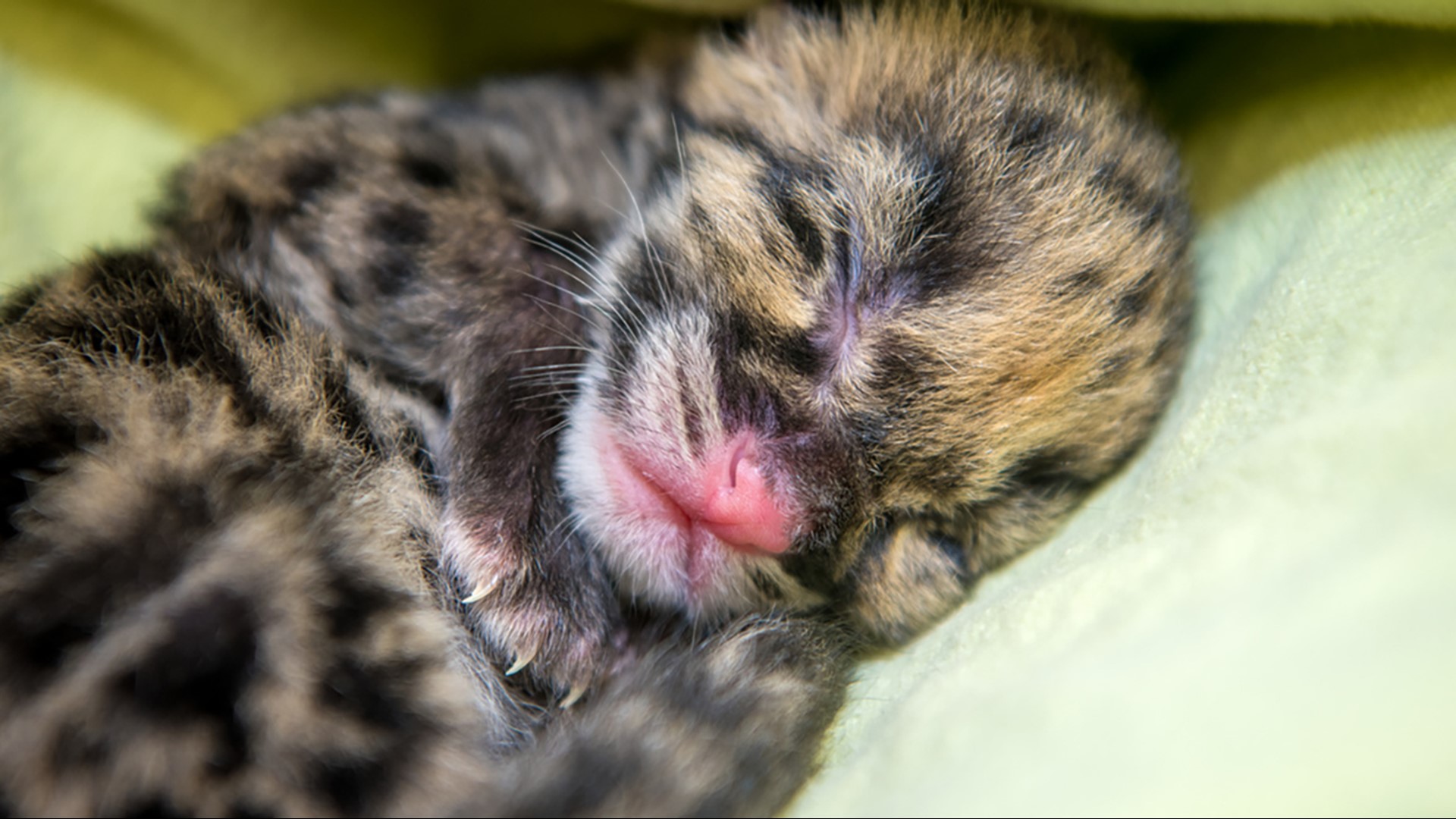 Missing Clouded leopard found, Dallas Zoo says | khou.com