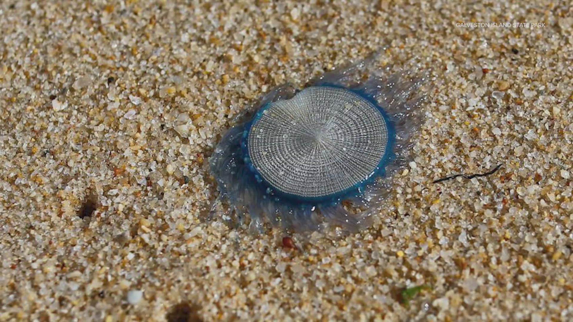 Mysterious blue creature washing up on Texas beaches explained | khou.com