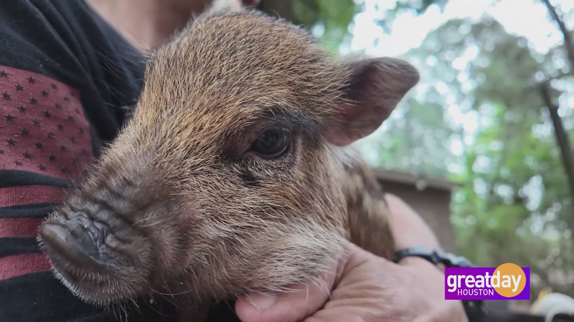 A Look Inside Our City's First Mini Pig Haven: Houston Mini Pig Rescue ...