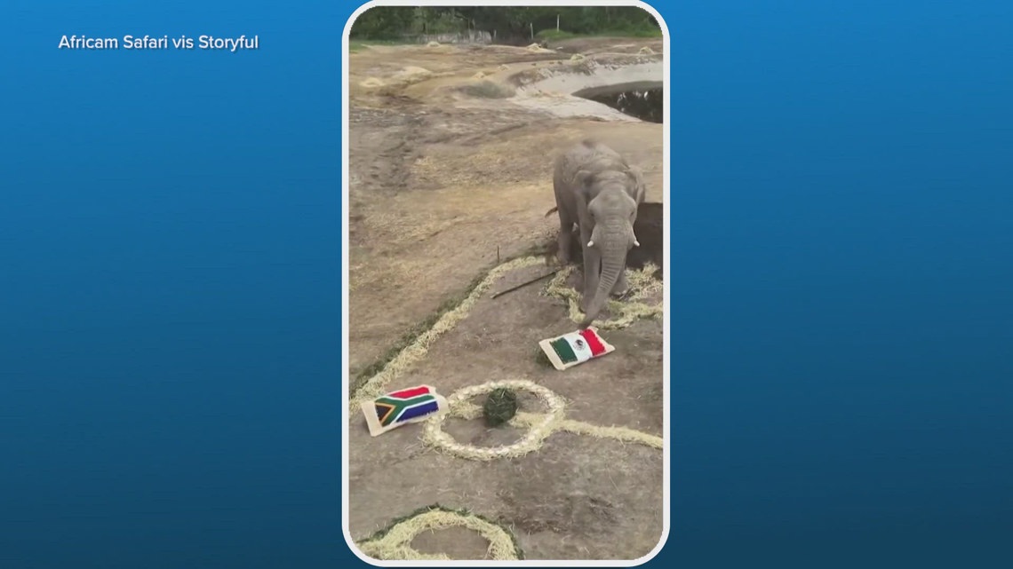 Elephant correctly predicts Mexico's win over South Africa in FIFA ...