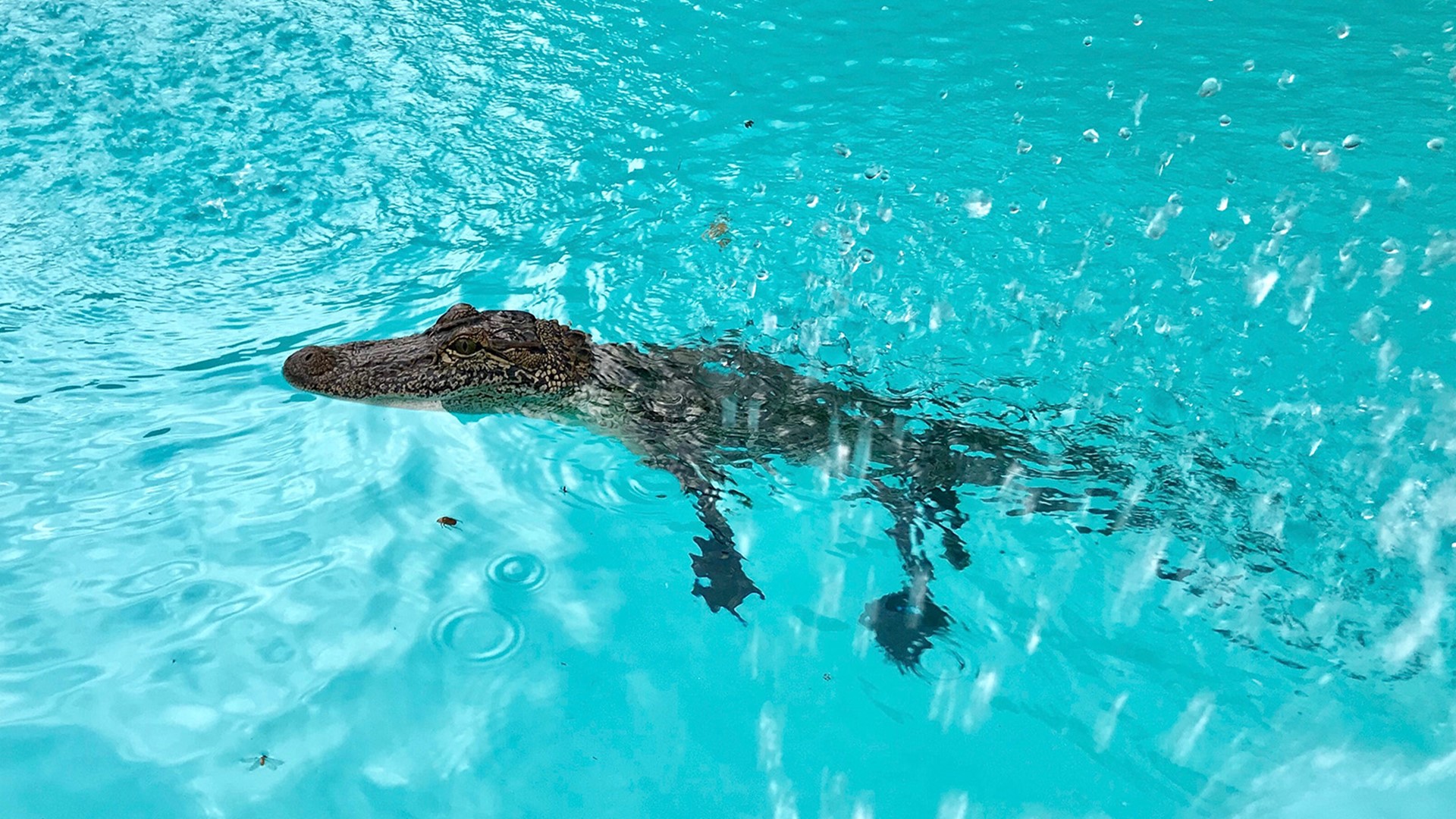Sugar Land homeowners find 4-foot gator taking a dip in their pool ...