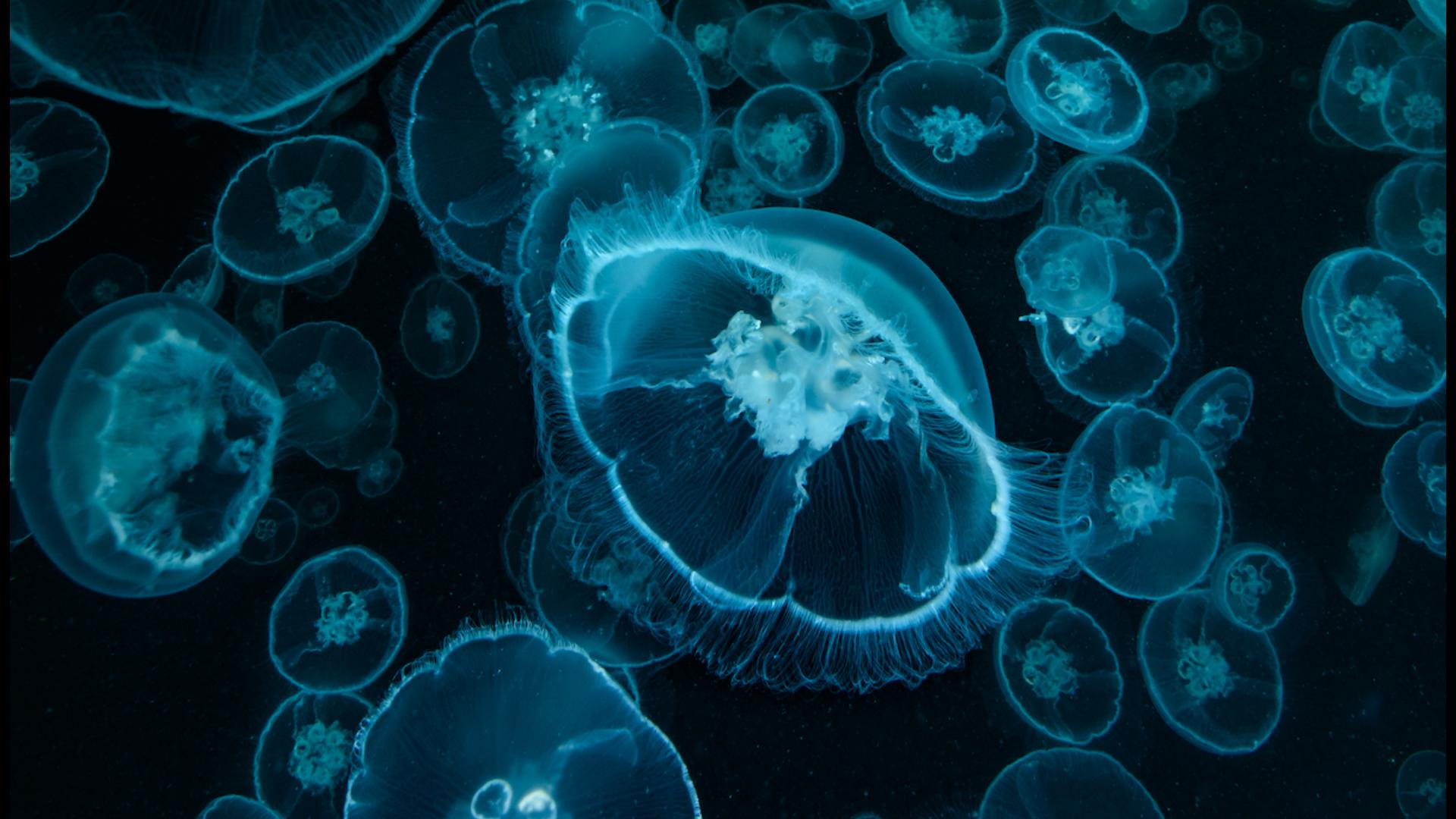 Thousands of moon jellies spotted in water near Texas beaches | khou.com