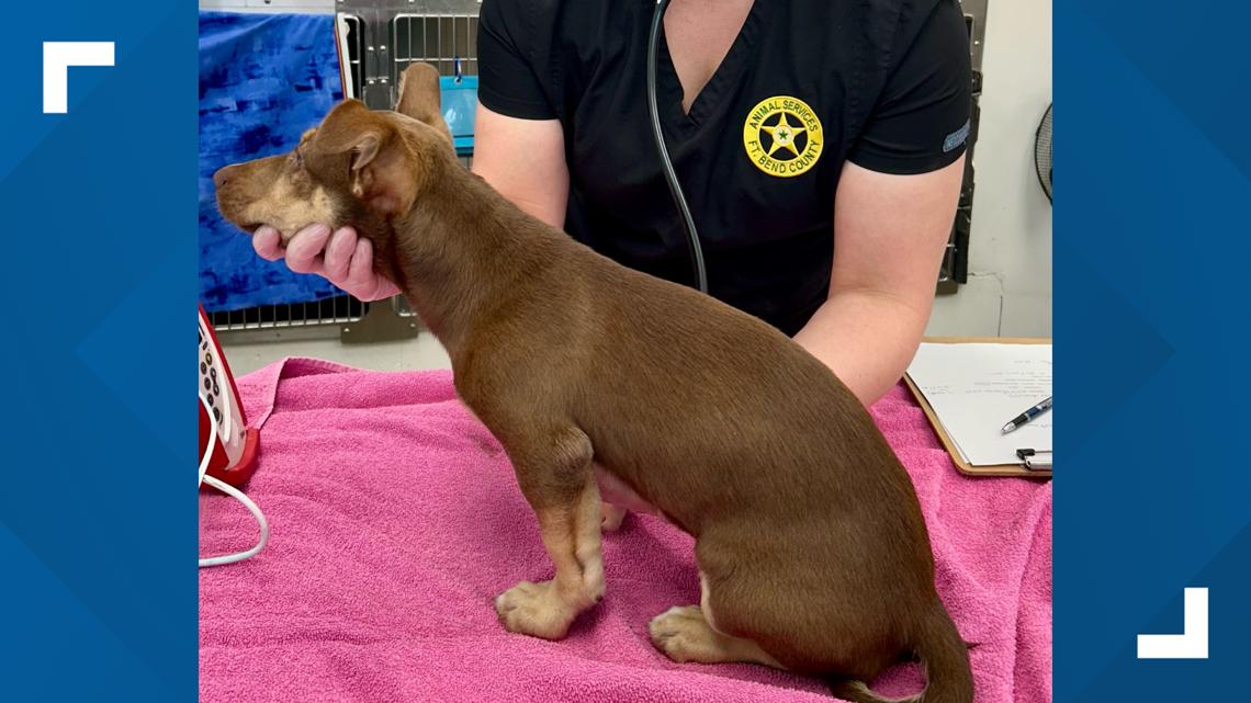 Texas man arrested after video of dog being abused goes viral | khou.com