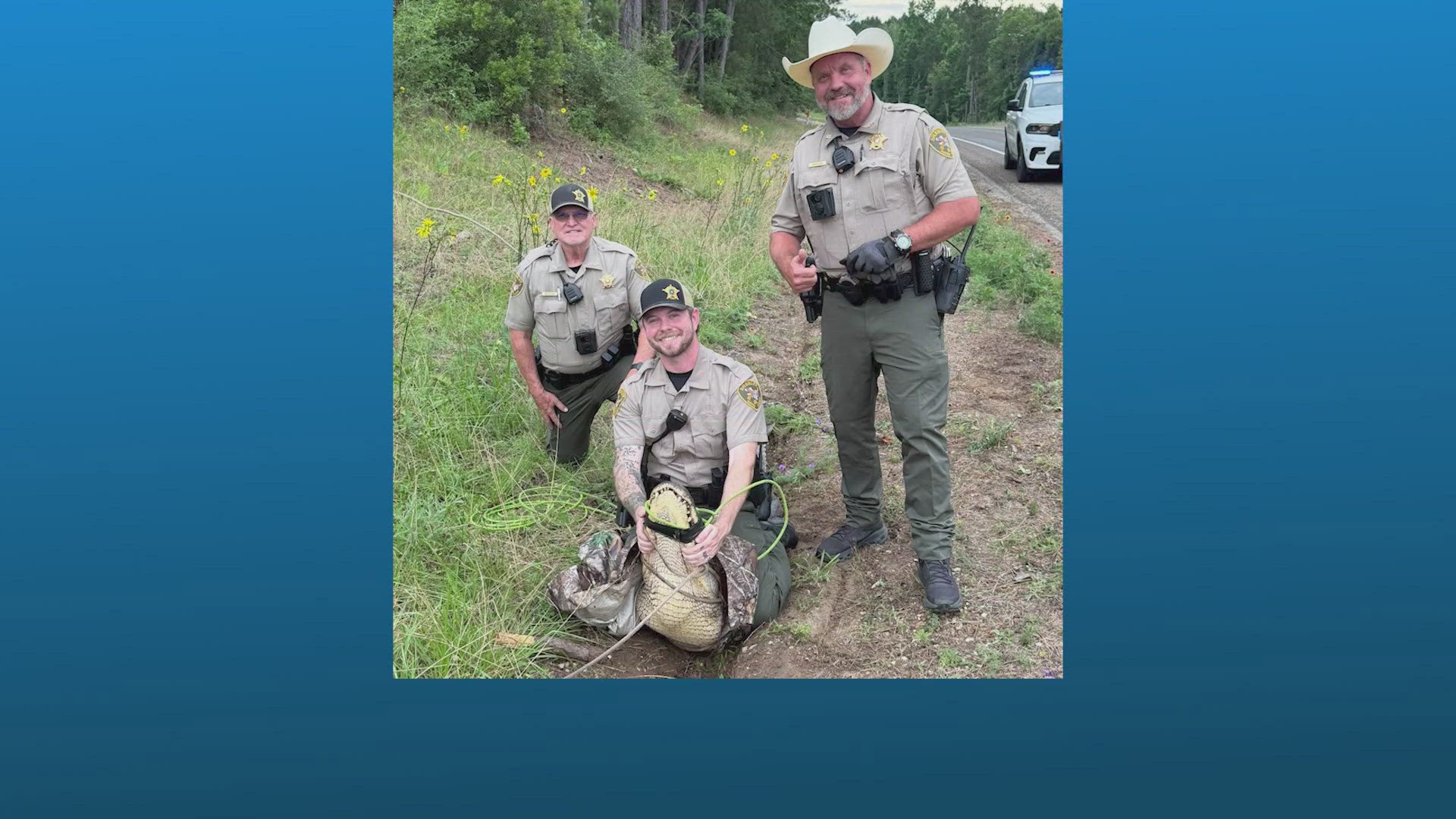 9.5 foot alligator stopped traffic on East Texas road | khou.com