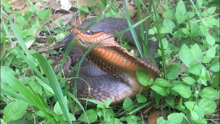 Rare sighting of cobra-like eastern hognose snake caught on camera at ...