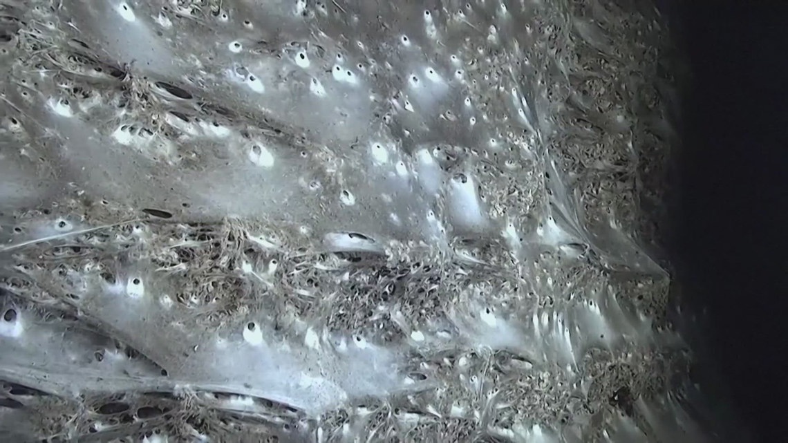 Scientists discover spider 'super city' inside cave along Greek ...