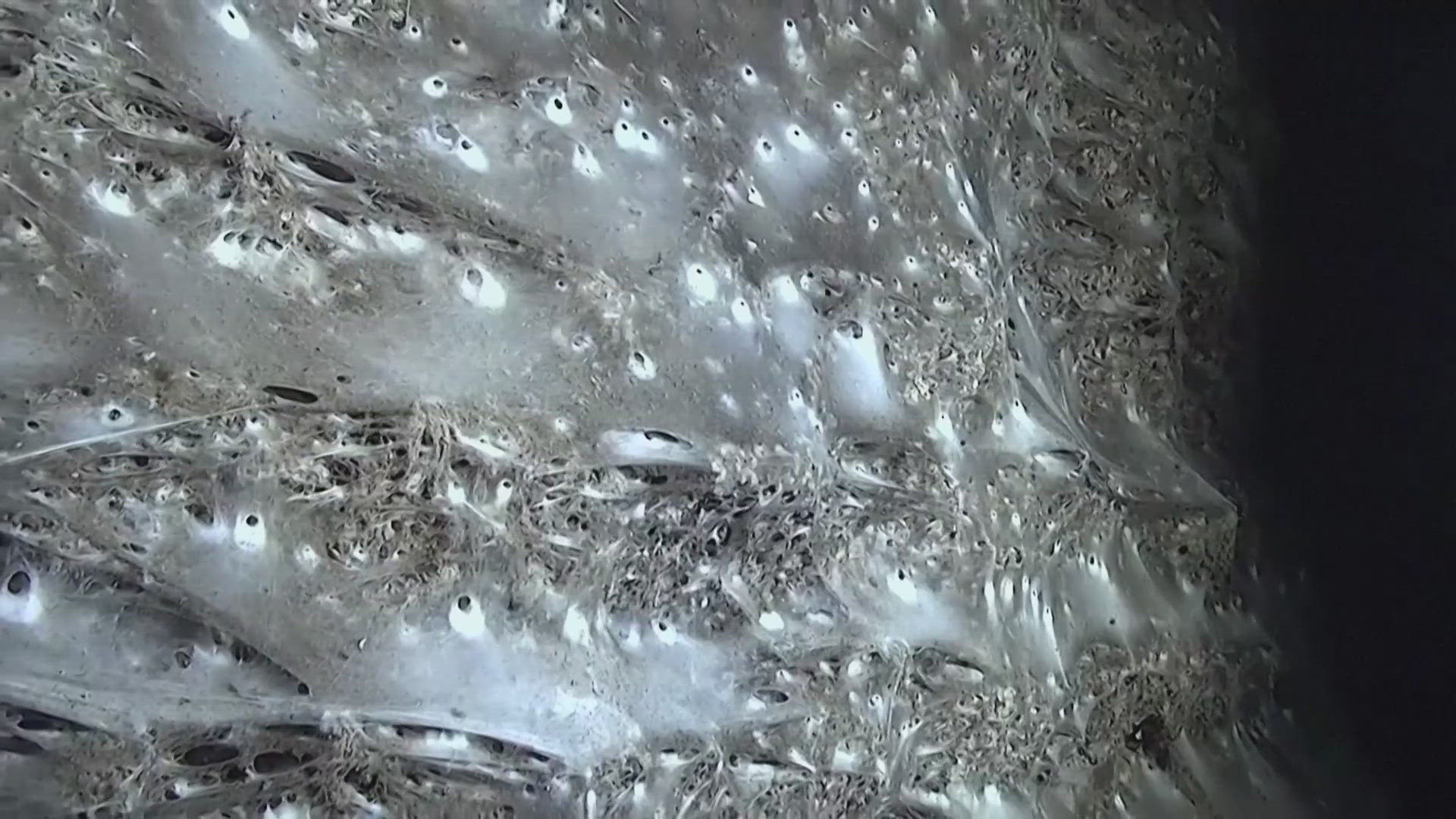 Scientists discover spider 'super city' inside cave along Greek ...