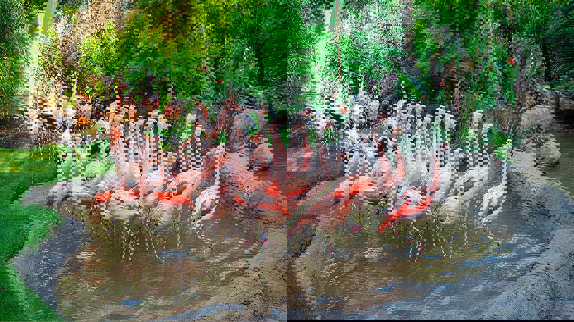 Video: Flock of flamingos moves into new home at Houston Zoo | khou.com