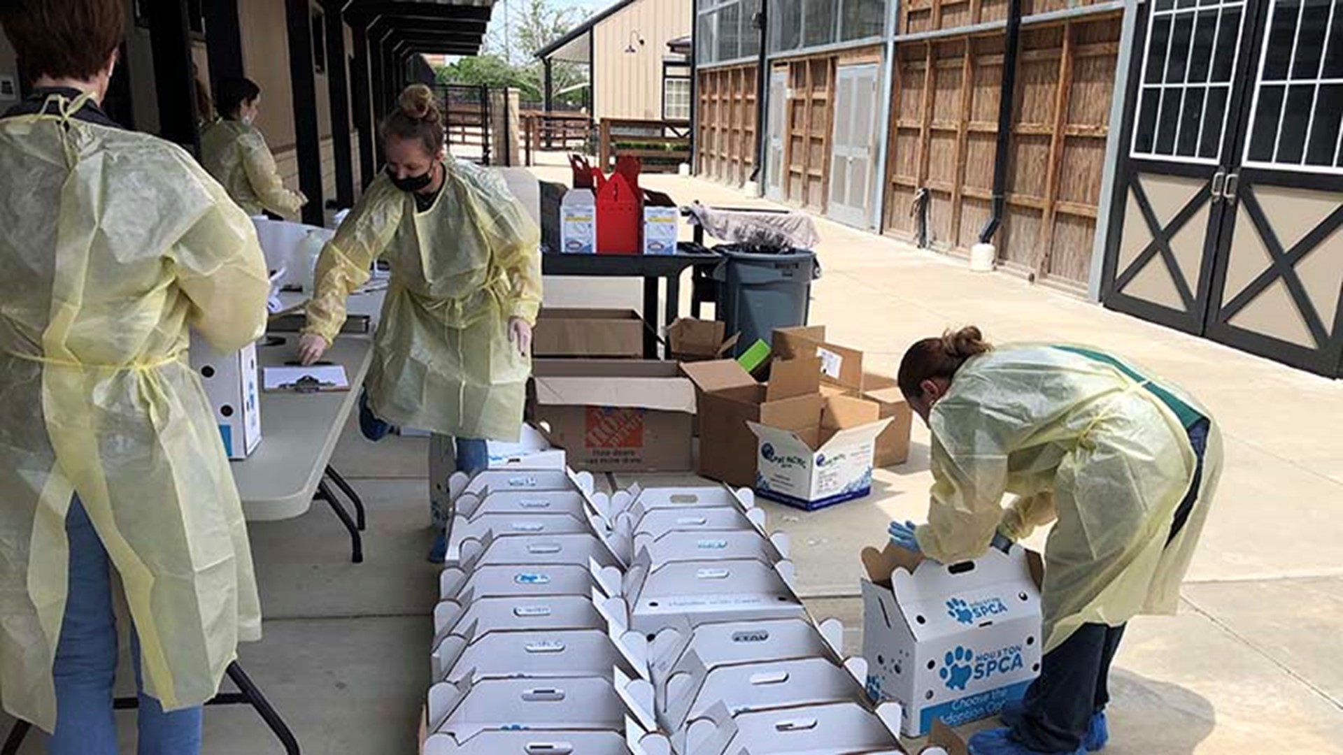 Photos: 71 birds rescued by Houston SPCA | khou.com