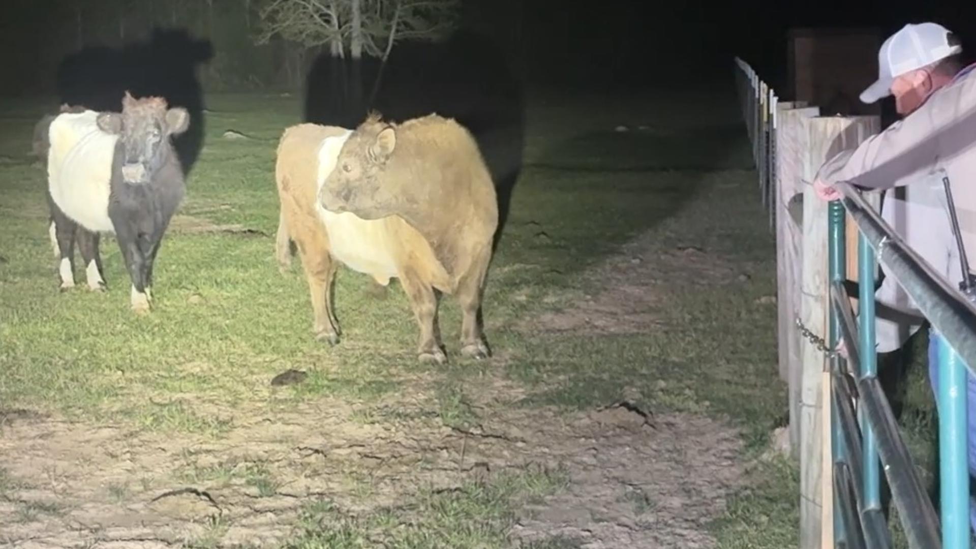 Pauline Road Fire in Texas: Livestock moved to safety | khou.com