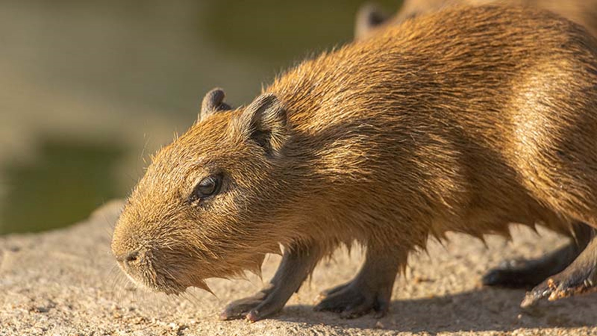 Houston Zoo welcomes baby capybaras, world's largest rodent | khou.com