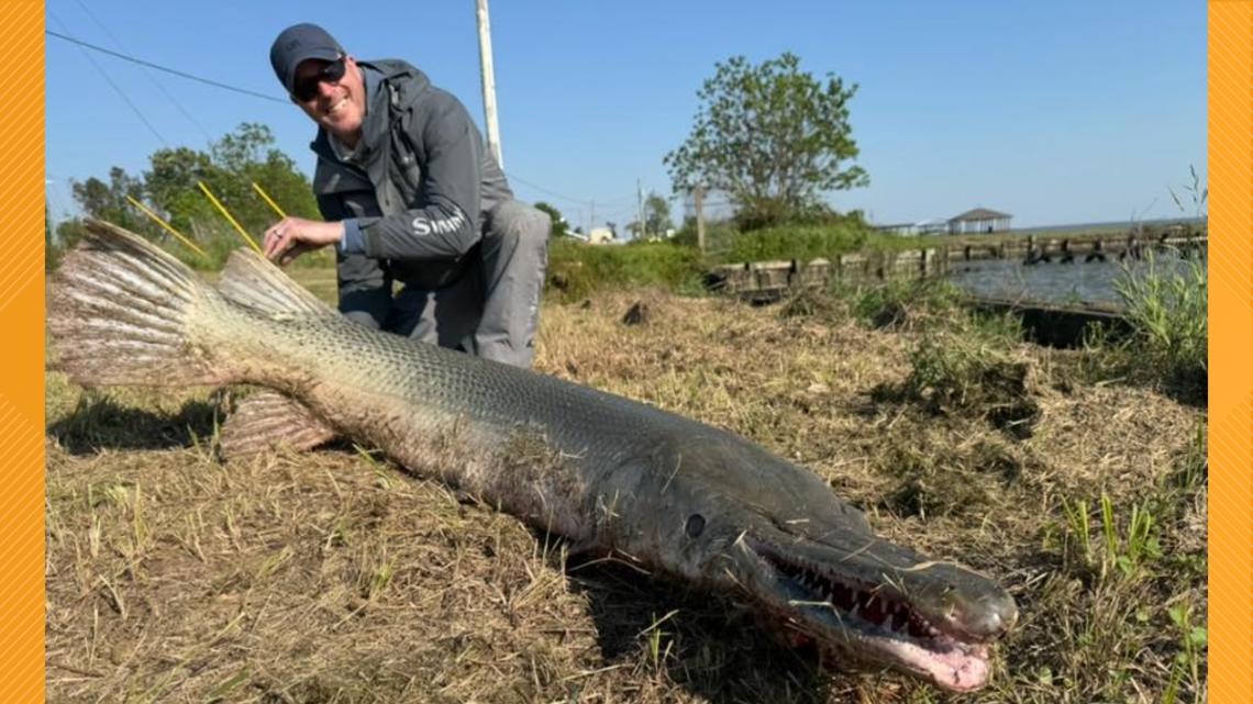 Man catches 153-pound alligator gar on Lake Livingston | khou.com
